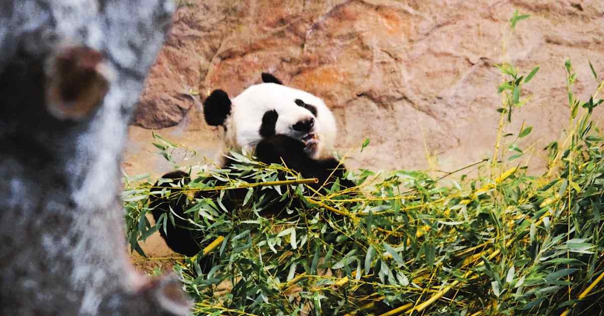 Ähtäri Zoo files for debt restructuring programme | Yle News | Yle