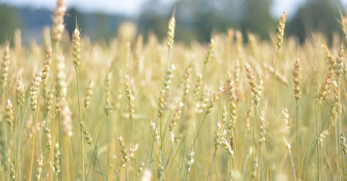 Mitkä rikkakasvit nykyään jylläävät - lajien runsaussuhteet muuttuvat ...