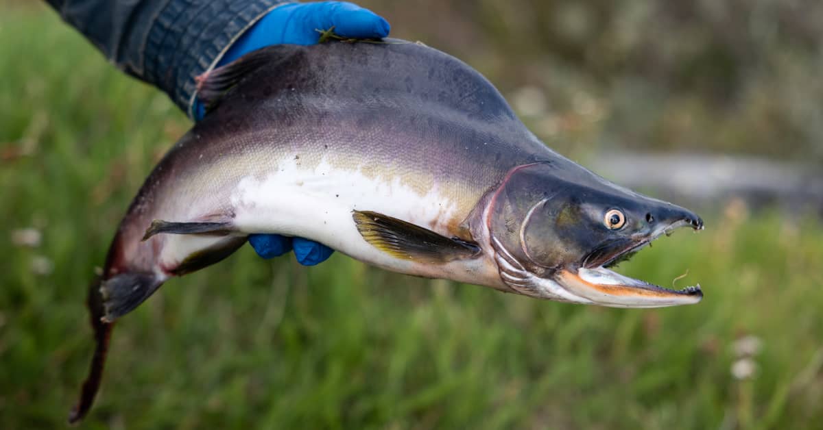 Norga bálkáha logiid olbmuid gurret ruoššaluossamearddi Deanus boahtte ...