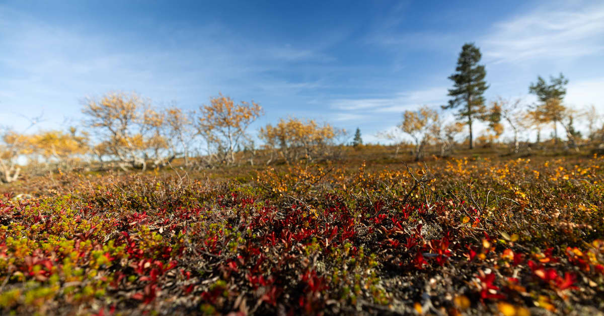 Syyskuu on ollut harvinaisen kesäinen – runsaat sateet viilentävät ...