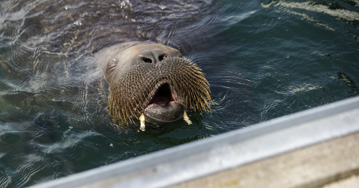 Freya näyttäytyi jälleen Norjassa – mursun 600 kilon paino koettelee ...