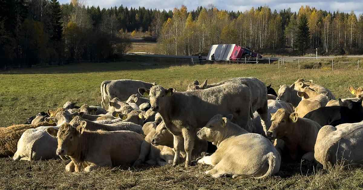 Uskomaton tuuri pelasti 69 hiehoa – rekka kaatui juuri sopivan maatilan ...