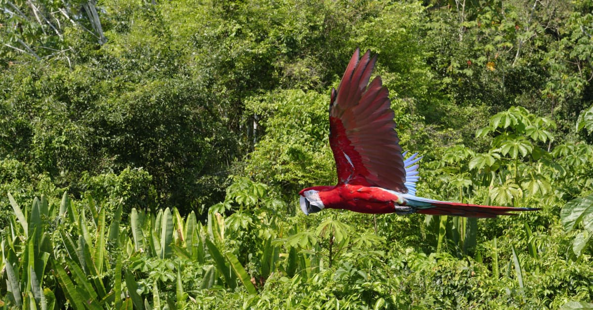Lasten löytyminen kaksi viikkoa tuhoisan lentoturman jälkeen ...