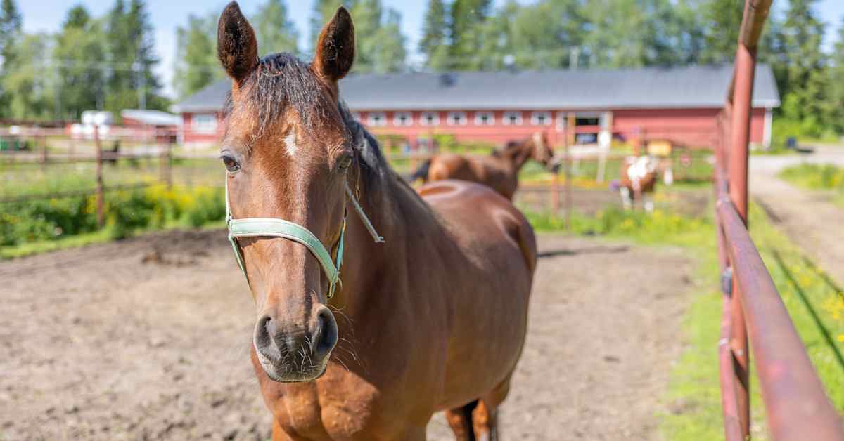 Lapin poliisin hevos­huutokauppa aiheutti somemyrskyn: lämminveri ...