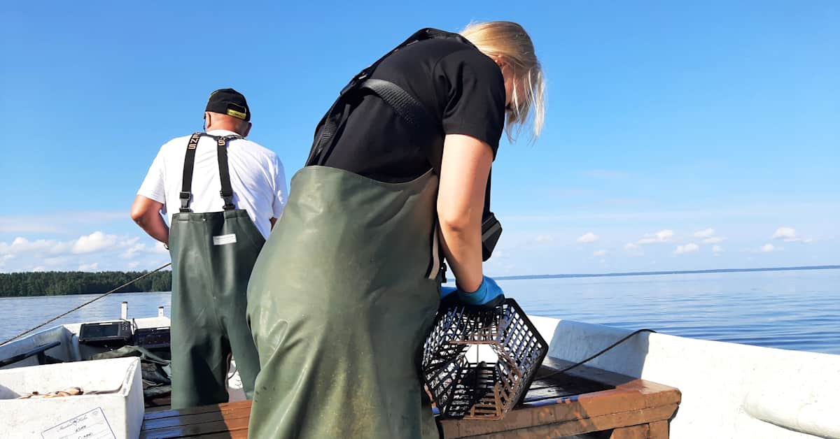 En halv miljon kräftor fiskas i Pyhäjärvi i Säkylä, men enarmade ...