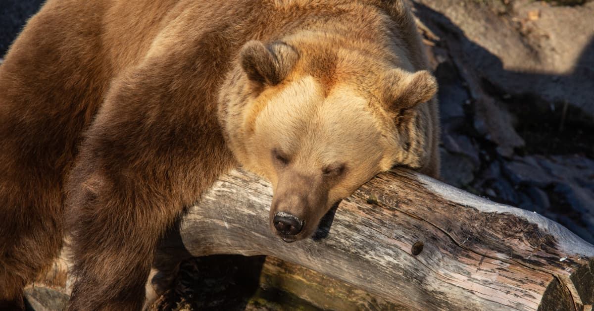 Helsinki zoo bears take early hibernation | Yle News | Yle