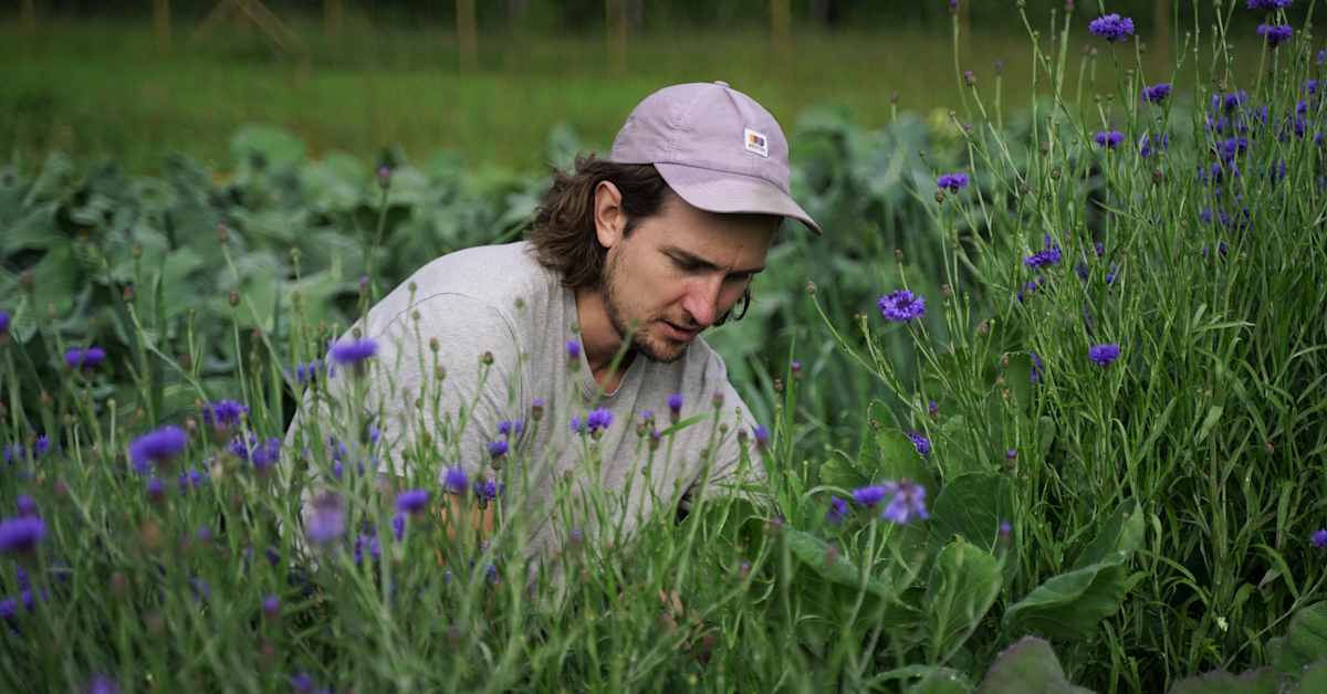 Rafael Donner i sitt älskade grönsaksland i Svartå: Mångfald hjälper ...