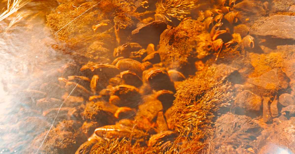 Suomussalmi mussel population still at risk a year after logging damage ...