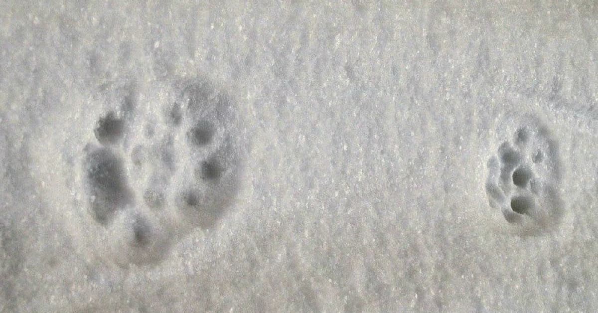 Tulevalla metsästyskaudella ilveksiä saa kaataa vähemmän kuin viime ...