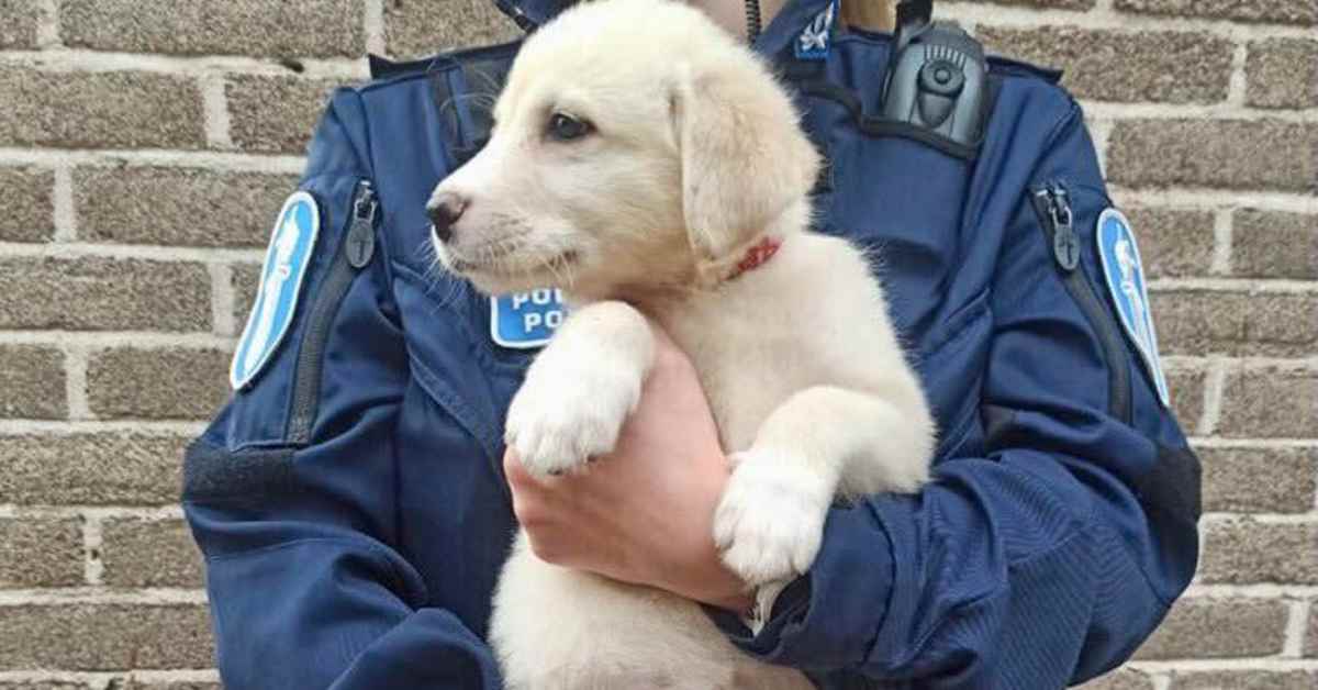 Hundvalp som övergavs i Åbo växer och mår bra – boskapsvaktaren kan bli ...