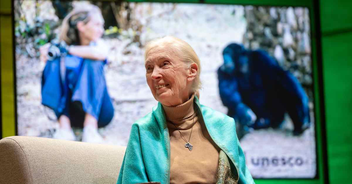 Schimpansexperten Jane Goodall död | Utrikes | Svenska Yle