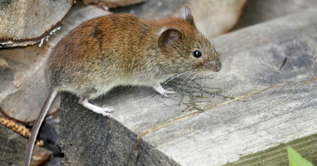 Myyrä on ihmisille riesa, mutta ekosysteemille elintärkeä – kannat ...