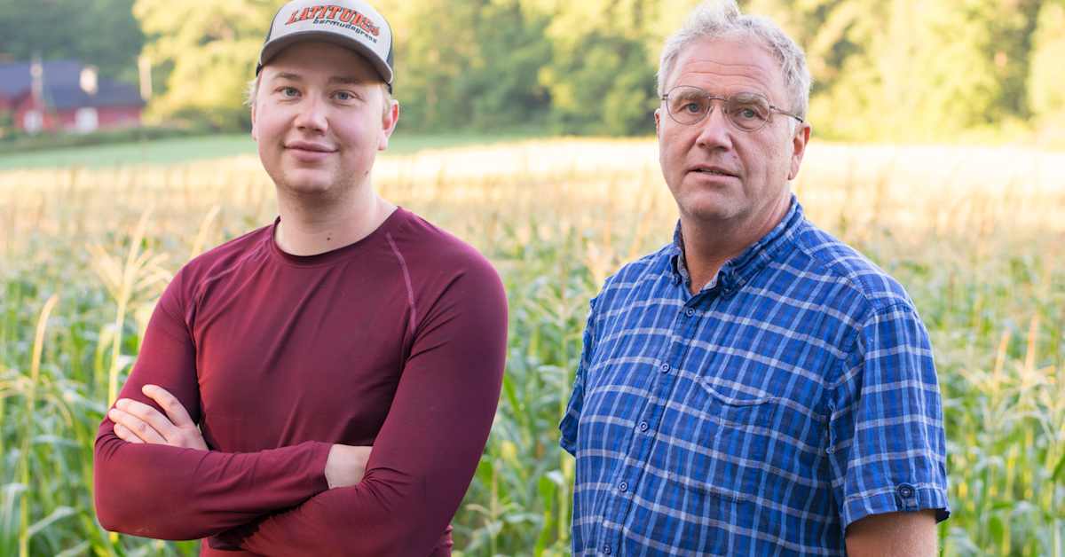 Far och son gläder sig: Hettan har gynnat majsen, som ger rekordskörd ...