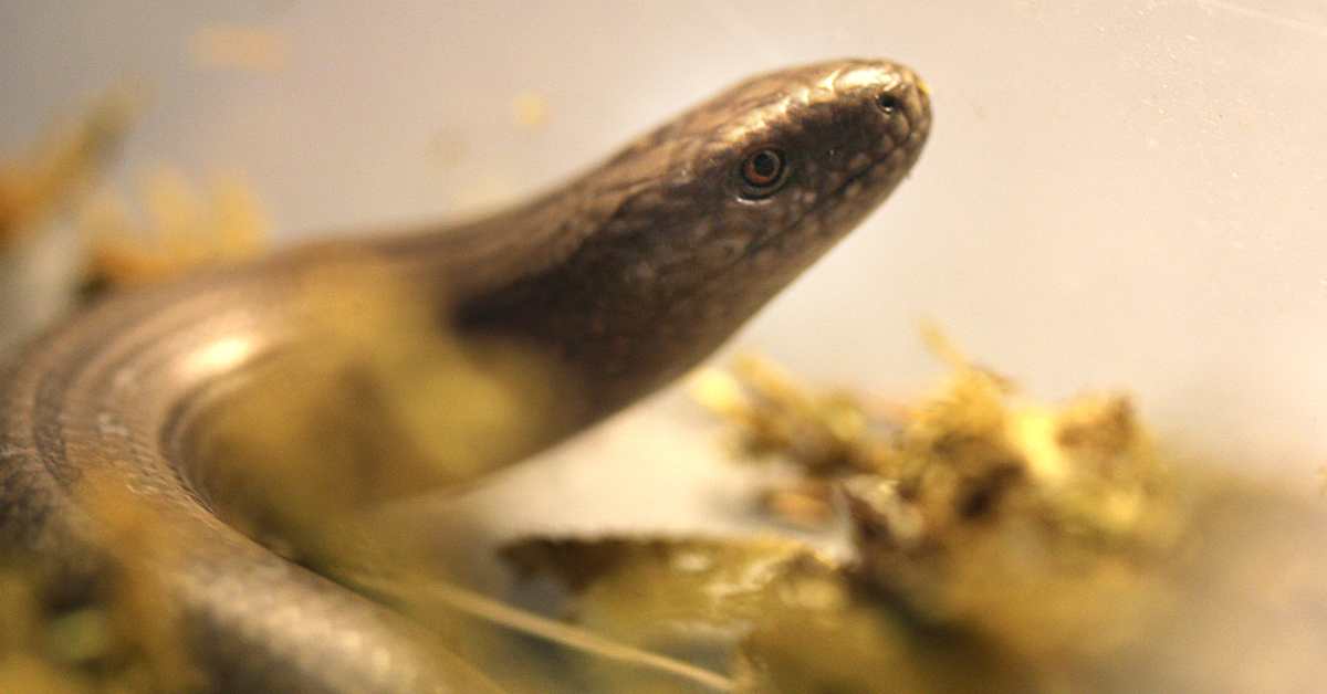 Vaskitsa viinikaapissa | Luonto | Yle