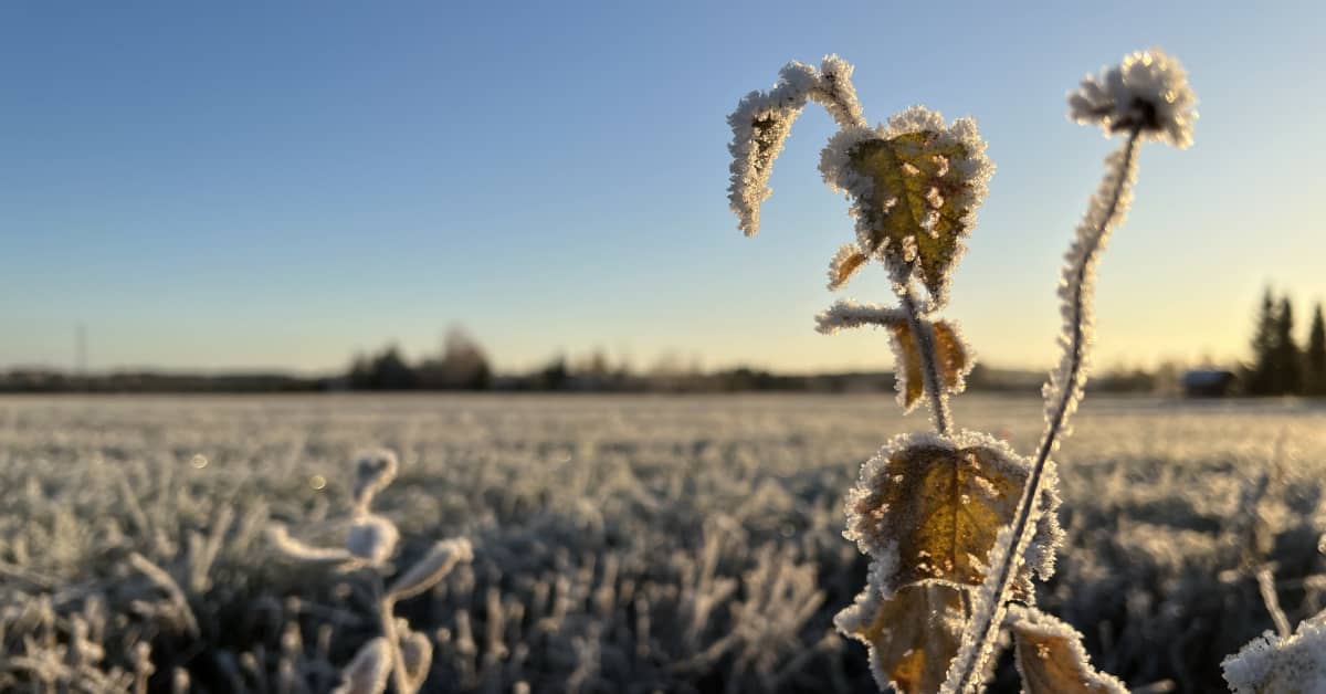 Käännettä lämpimämpään ei ole näköpiirissä – terminen talvi alkoi ...