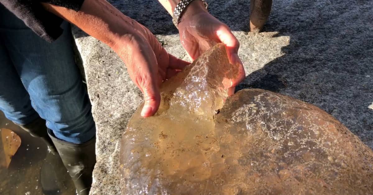 Limainen ja liukas vieraslaji kotiutui uudelle alueelle Suomessa – voit ...