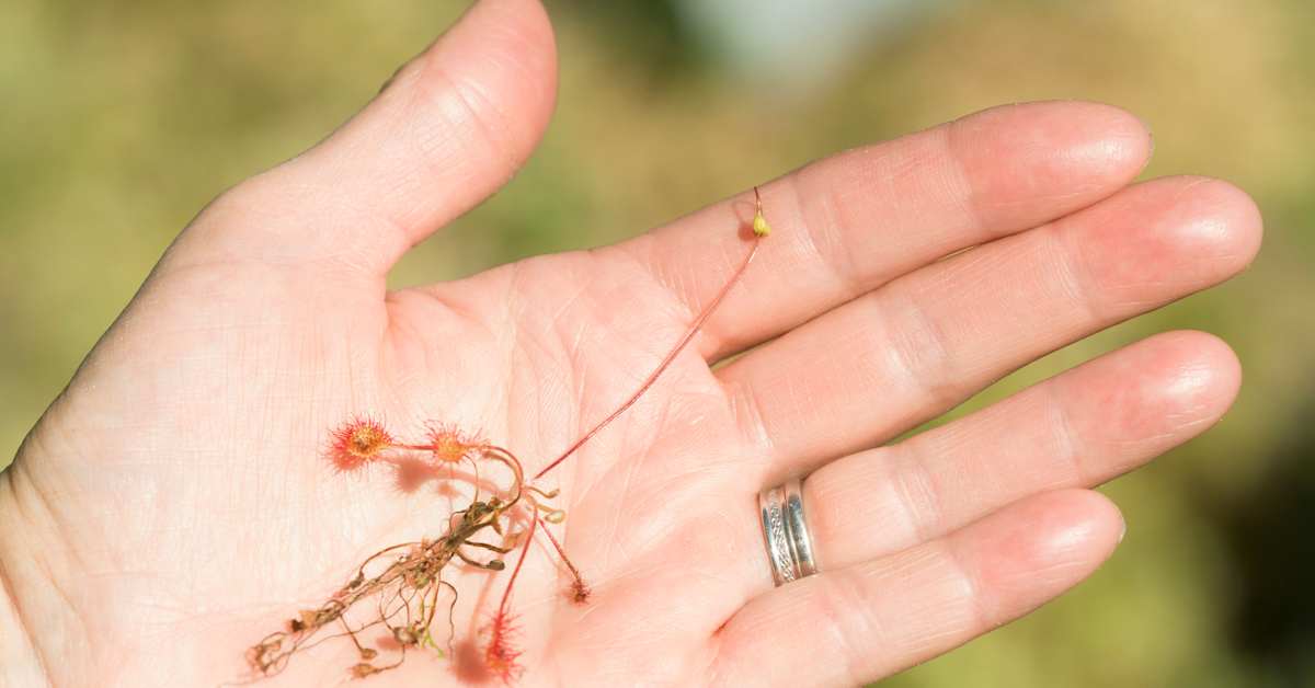 Hauki­putaalainen pariskunta lähti ensi kerran poimimaan kihokkeja ...