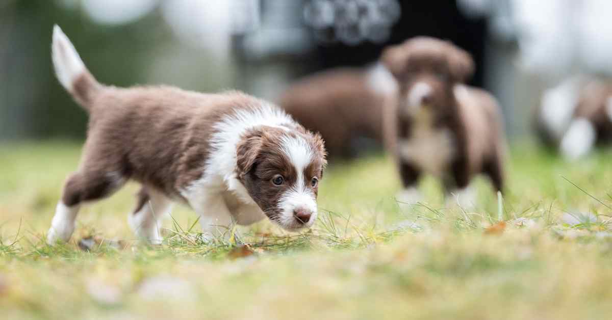 Pentuliven pennut ovat aloittaneet ulkoilun – näin se sujuu | Pentulive | Yle
