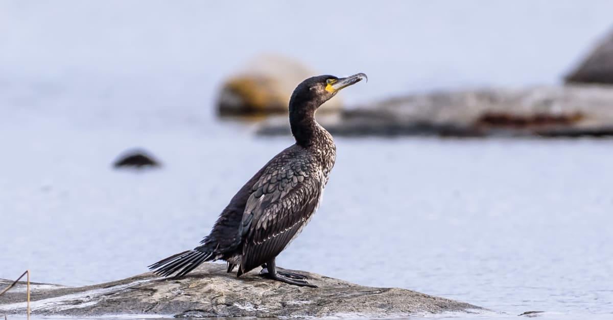 Vihattu merimetso levittäytyi Saimaalle – tutkijan mukaan ei kannata ...
