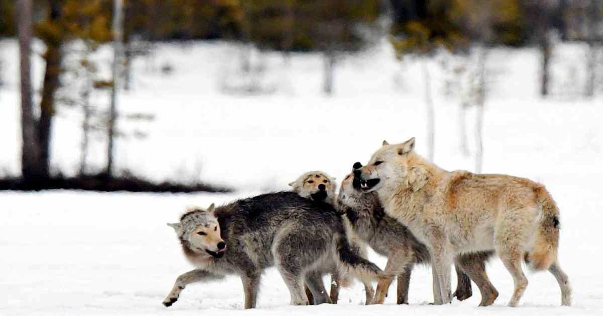 Finland welcomes EU's downgrading of wolf protection status | Yle News ...