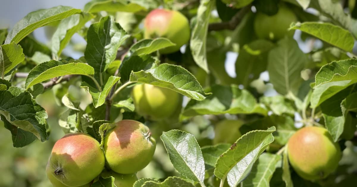 Porin tuoremehuasema selätti tekniset ongelmat, mehua päästäneen ...