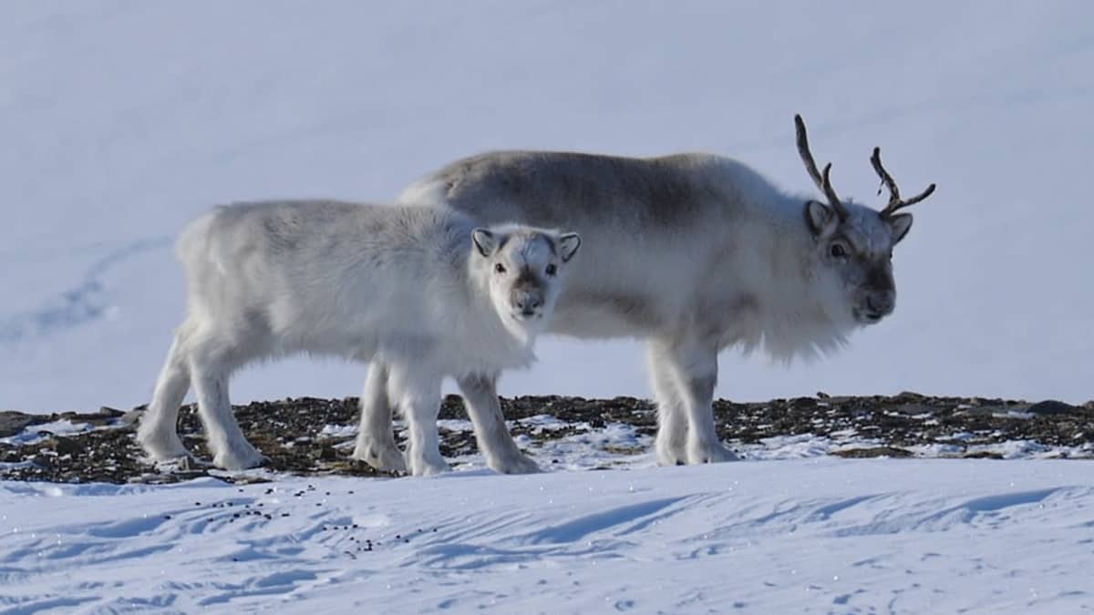 Ilmastonmuutos on kasvattanut peurakantaa Huippuvuorilla ...