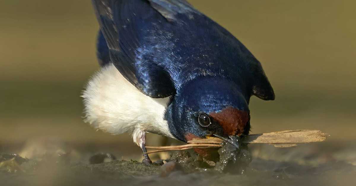 Sällsynt närbild av ladusvala tog hem segern för årets bästa naturbild ...