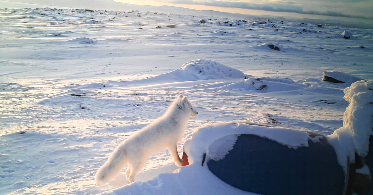 Researchers observe first Arctic fox den in Finland for over 25 years ...