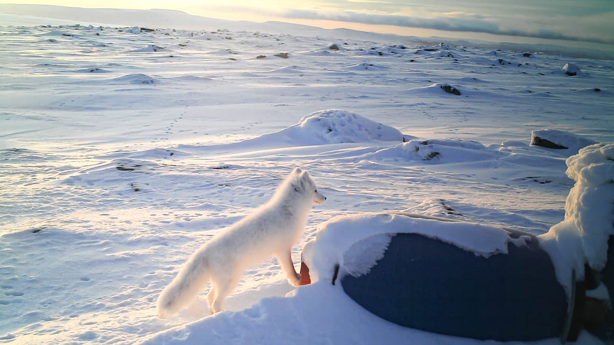 Researchers observe first Arctic fox den in Finland for over 25 years ...