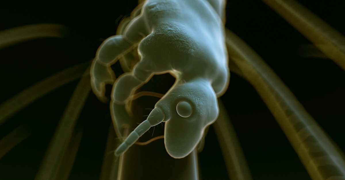 Hur har din familj drabbats av löss, skabb eller springmask – bidra ...