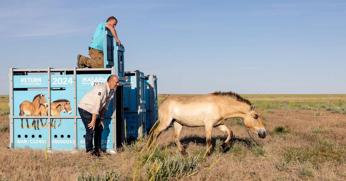 Villihevoset palasivat Kazakstanin tasangoille vuosisatojen jälkeen ...