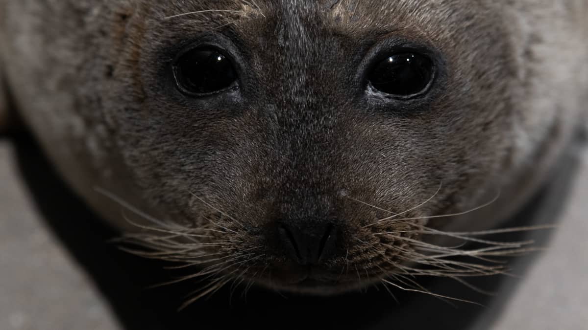 Онлайн-стрімінг Norppalive знову показує, як сайменські нерпи приймають ...