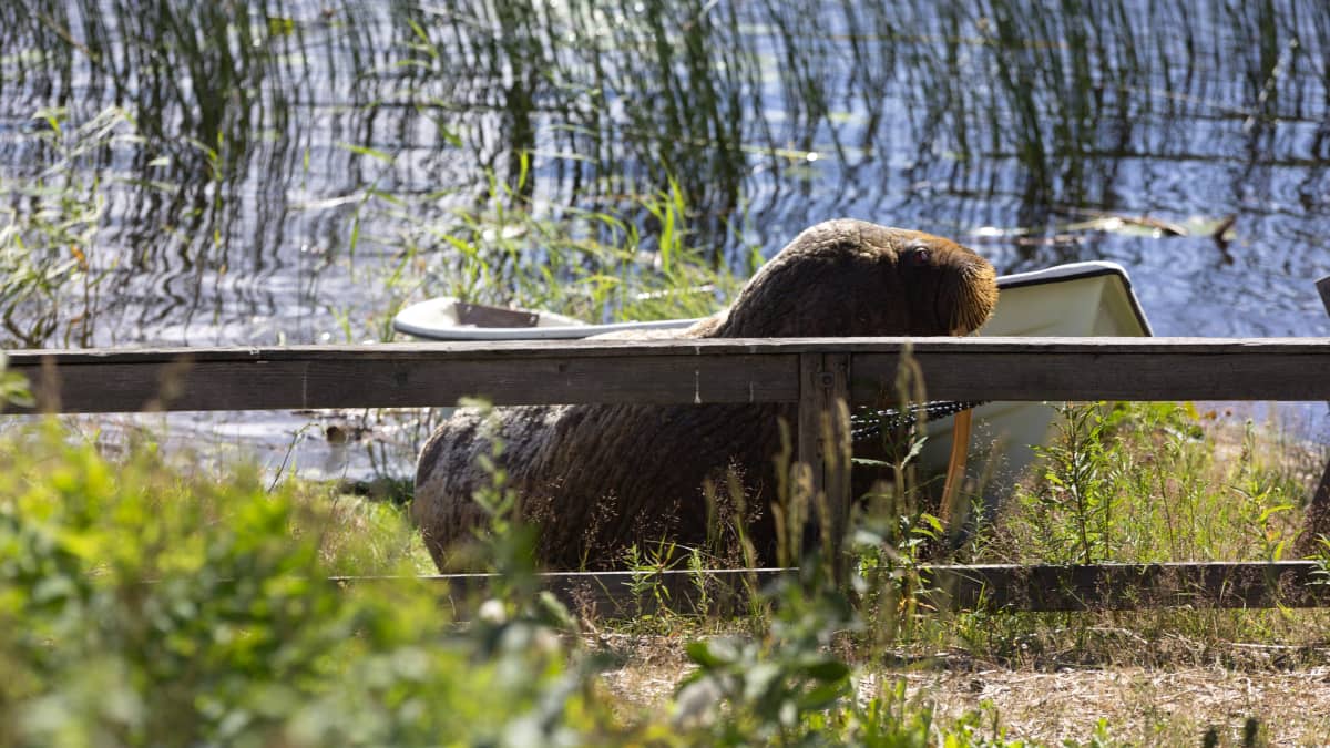 Kalastajan rysään takertui jotain, mitä sinne ei ikinä olisi pitänyt ...