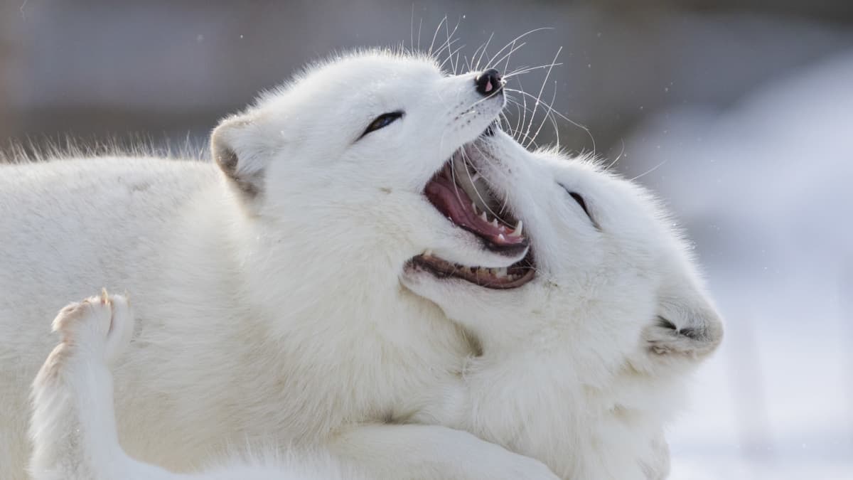 Researchers observe first Arctic fox den in Finland for over 25 years ...