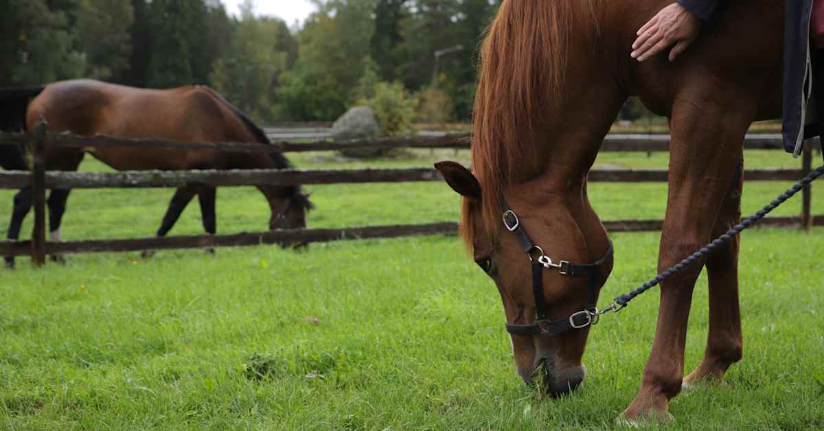 Hevosten pitoa koskevat säännöt muuttuvat | Uutisia lyhyesti | Yle Uutiset