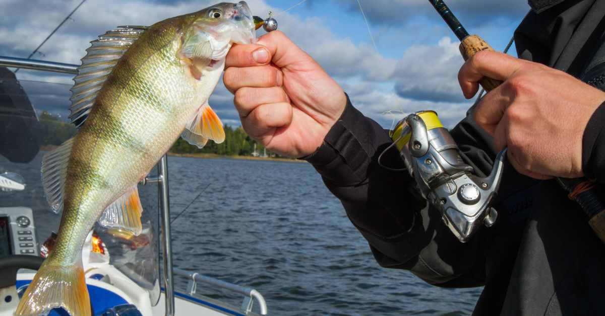 Ät inte fisk från vissa sjöar i Ingå alltför ofta | Västnyland ...