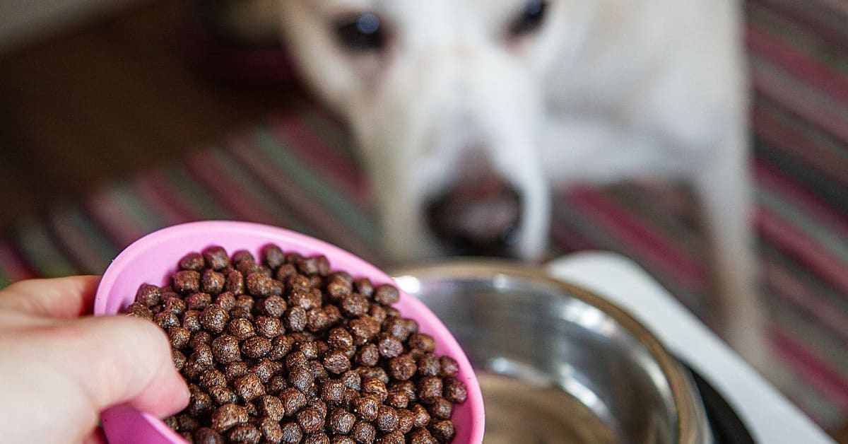 Vad innehåller hundfoder och finns det bra och dålig hundmat? Så här ...