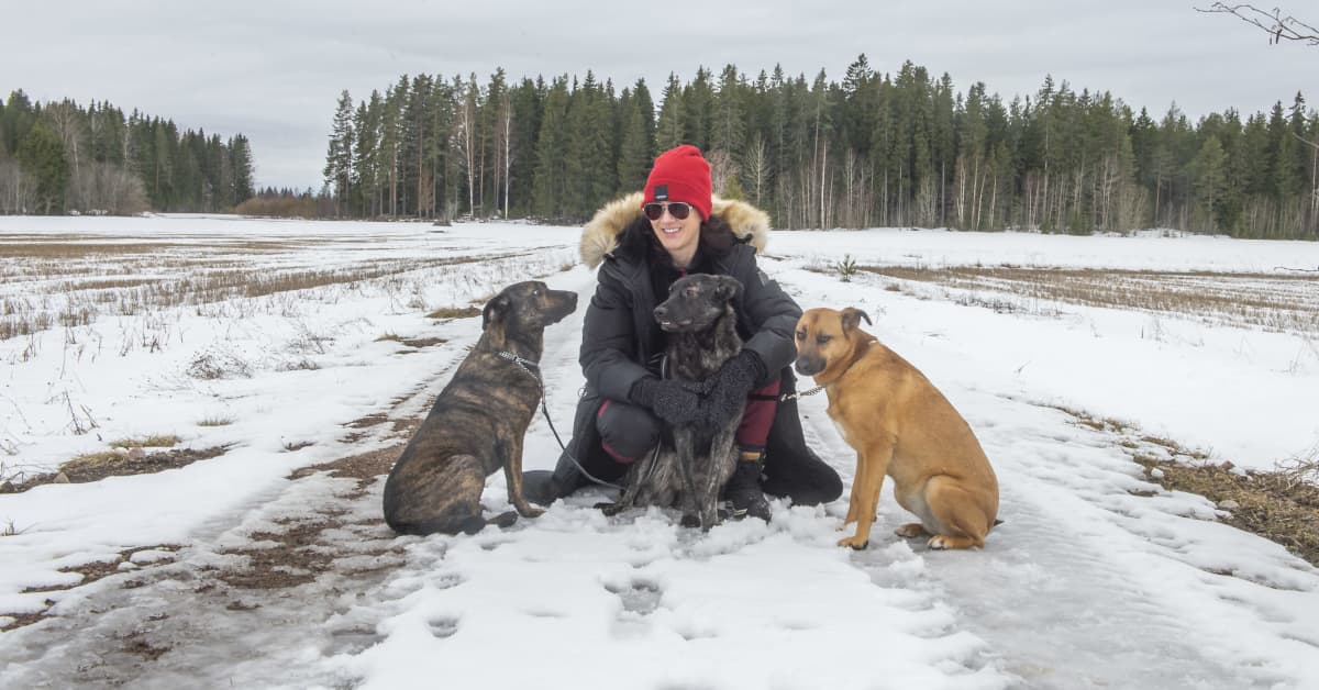 Sodan keskeltä pelastetusta koirasta ei välttämättä ole enää lasten leikkikaveriksi – näin ...