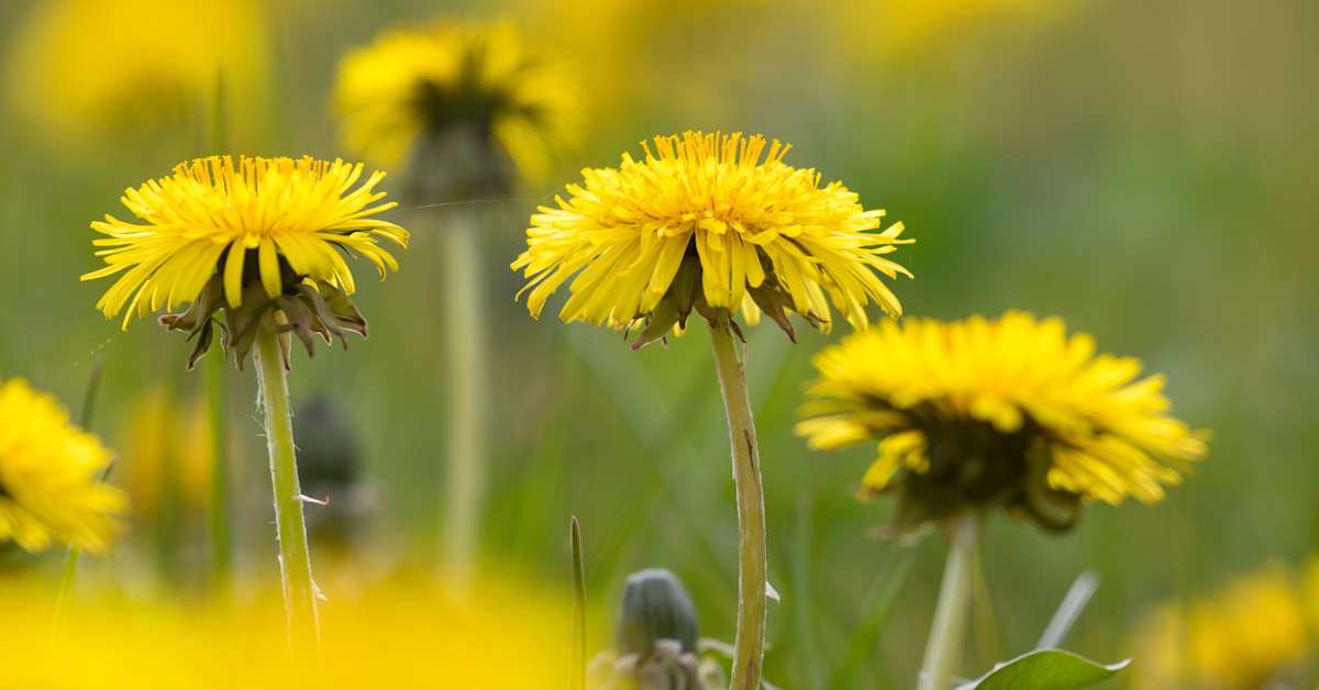 Maskrosor blommar och getingar surrar – många tidiga vårtecken i år ...