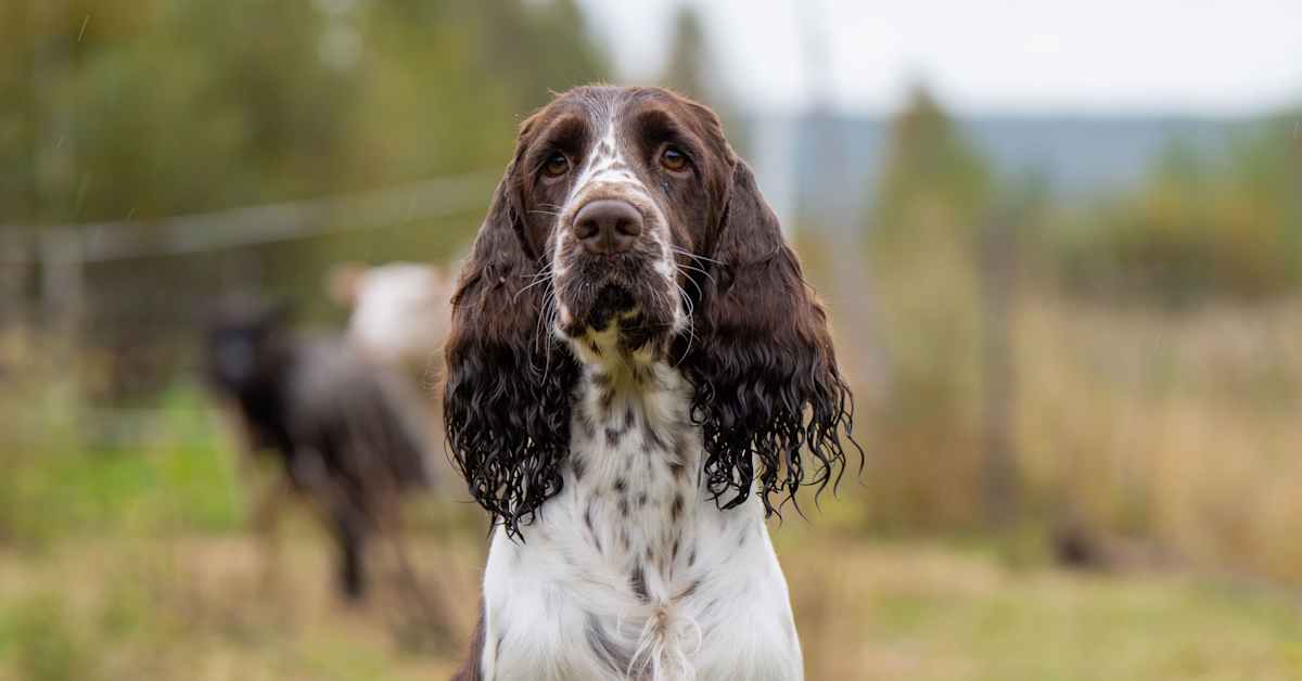 Pentulive 2025 tulee – spanielin­pennut valloittavat sydämet tänä syksynä | Pentulive | Yle