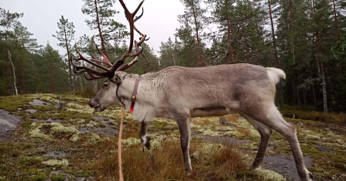 Usva karkasi Nuuksion Poropuistosta – poronhoitaja: "Tämä on nyt ...