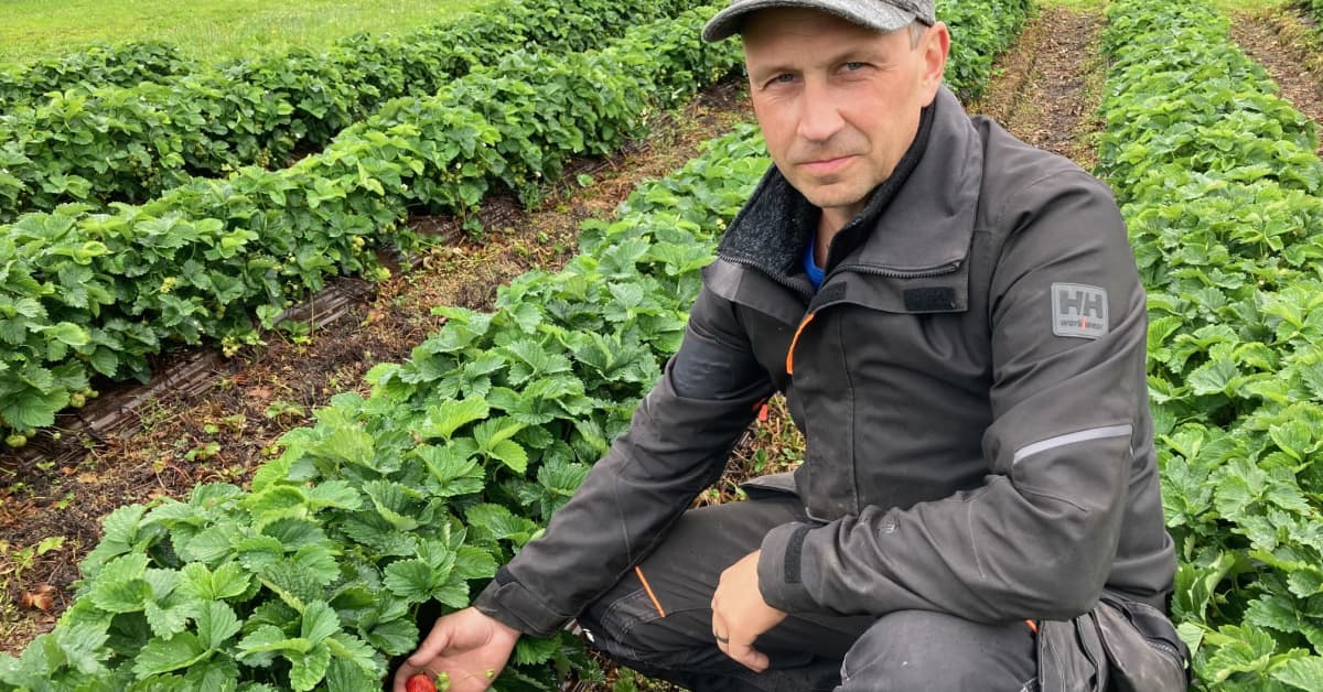 Mansikkatiloilla alkoi kesän kiivain sesonki: ”Keli on mikä on, ja ...