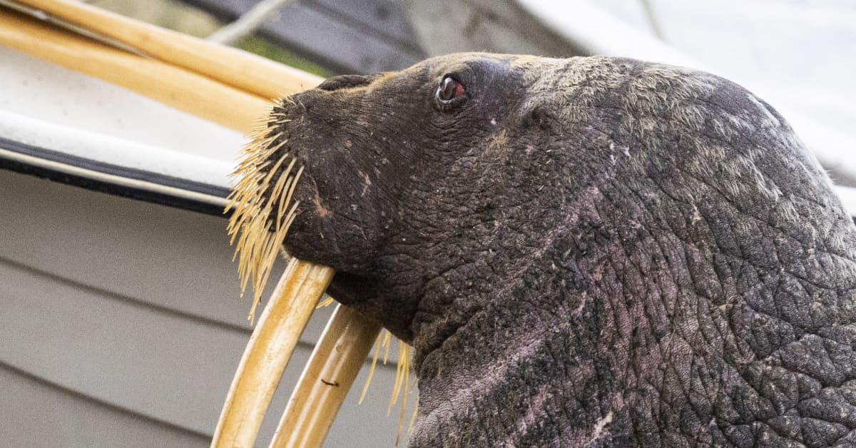 Walrus rescue attempt fails — experts seek cause of death | Yle