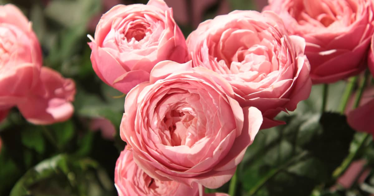 Iso osa myytävistä leikkokukista päätyy Suomeen Hollannin ”kukkakellon ...