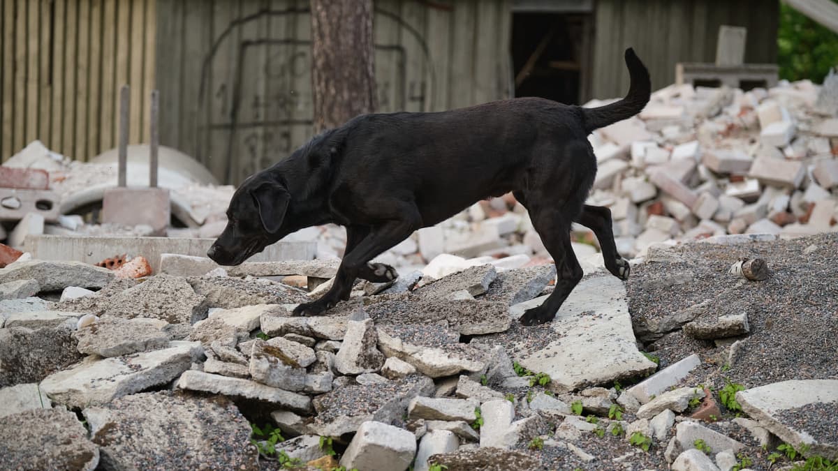 Tänä vuonna jokaiseen suomalaiseen koiraan pitää asentaa siru – muuten ...