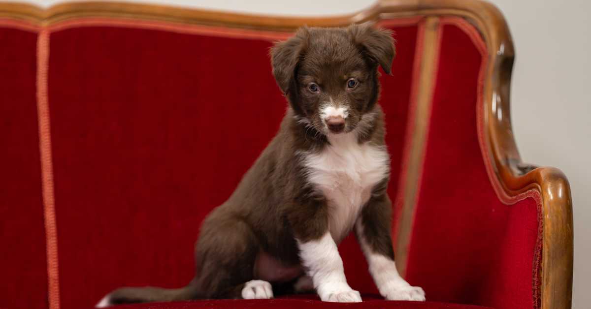 Viimeiset kuvat koko kymmeniköstä: Pentuliven pennut seitsemännen viikon kuninkaallisissa ...