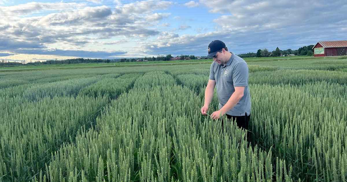 Kalsea alkukesä vaikuttaa satoon siemen­tuotannossa | Satakunta | Yle