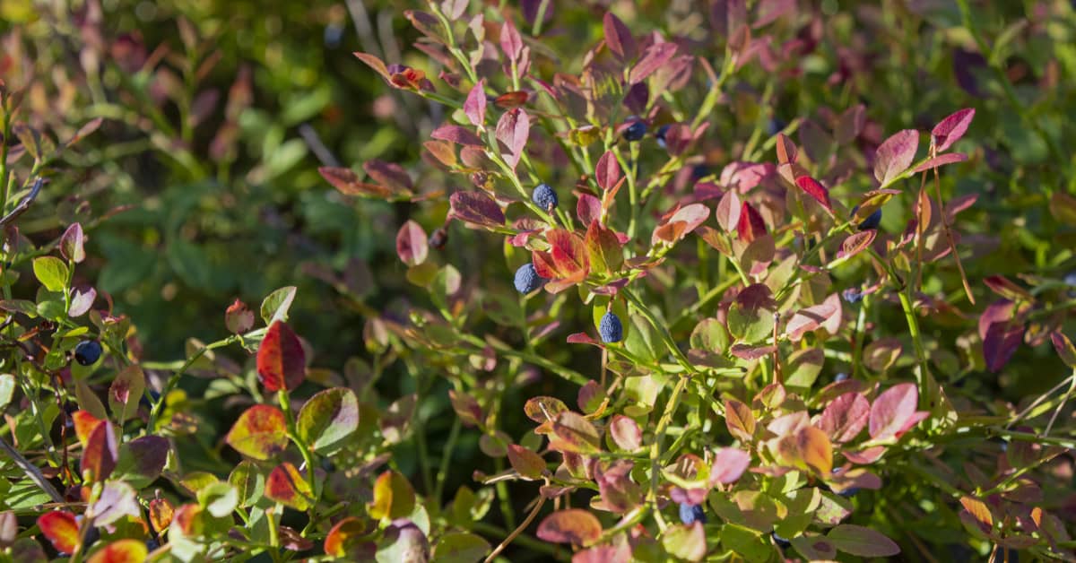 Syyskuu alkoi paikoin poikkeuksellisen kylmänä – ensi viikolla sää ...