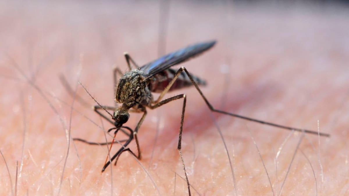 Finland eyes long mosquito season | News | Yle Uutiset