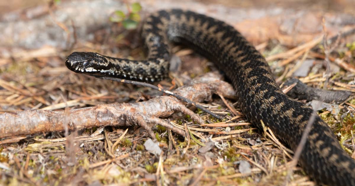 Finland rolling out new rules for handling venomous vipers | Yle News | Yle